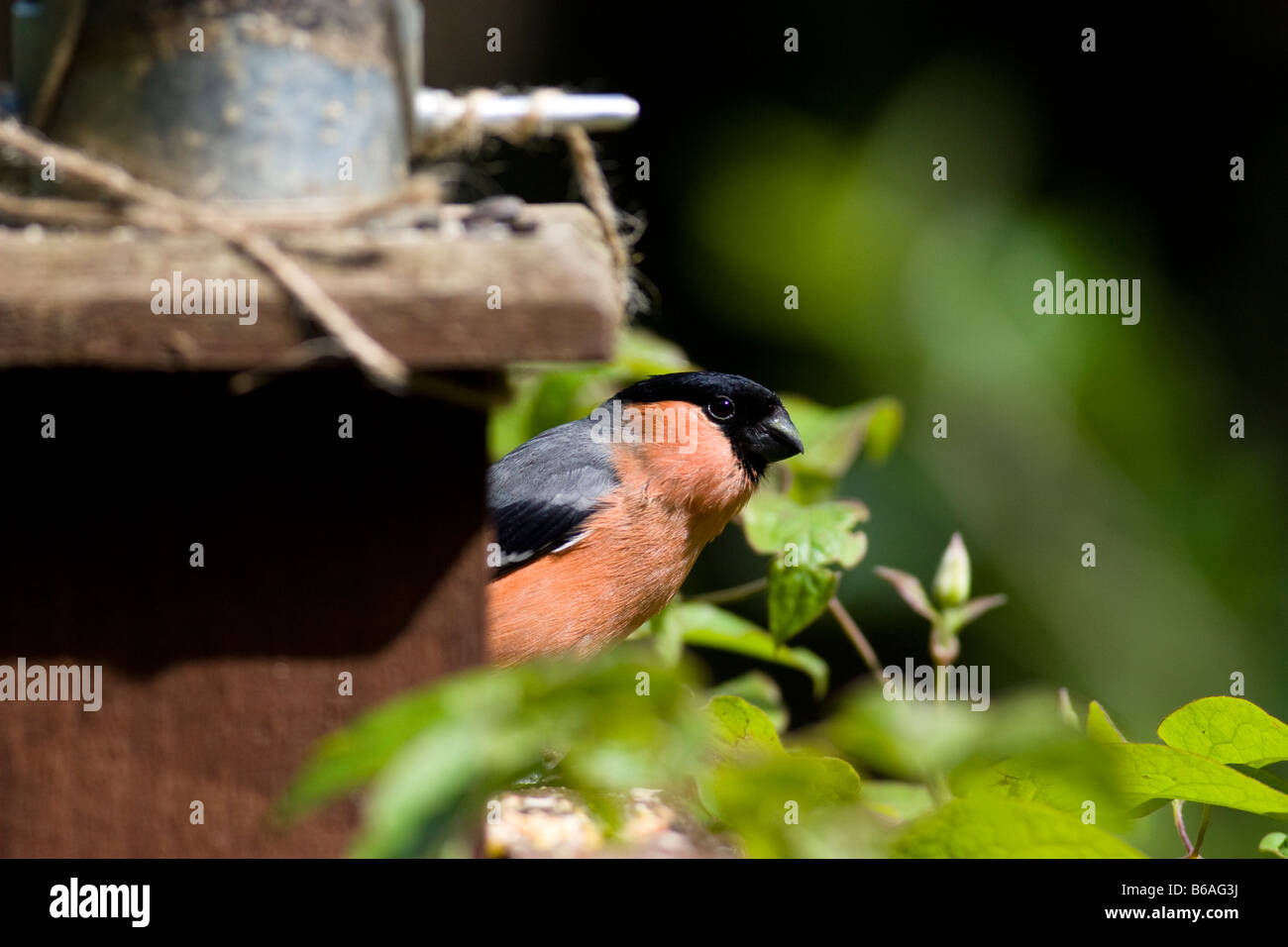 Bullfinch garden hi-res stock photography and images - Alamy