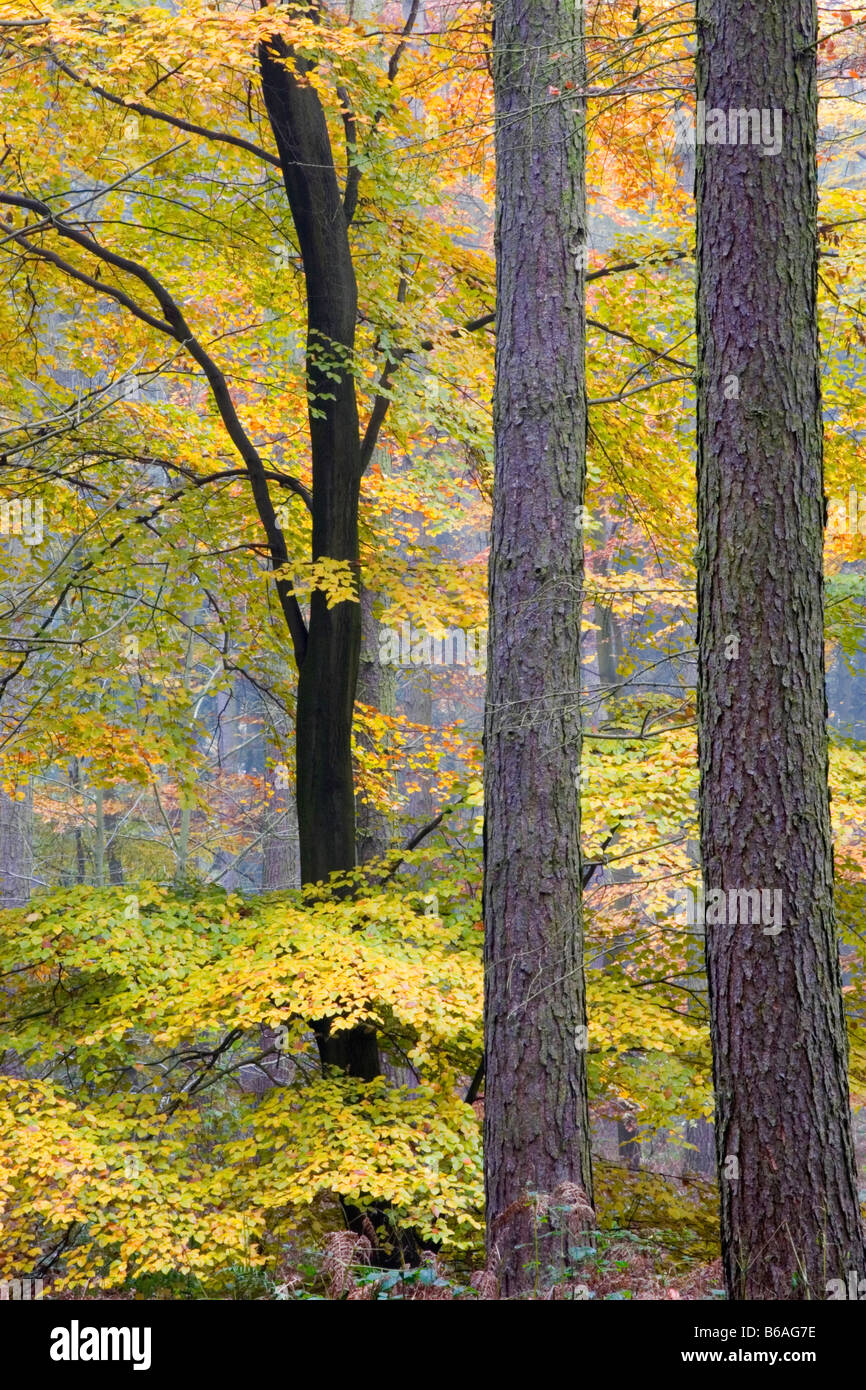 Autumn Beech and Pines trees, England, UK Stock Photo - Alamy