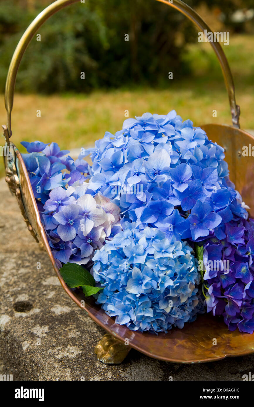 Hydrangeas basket hi-res stock photography and images - Alamy
