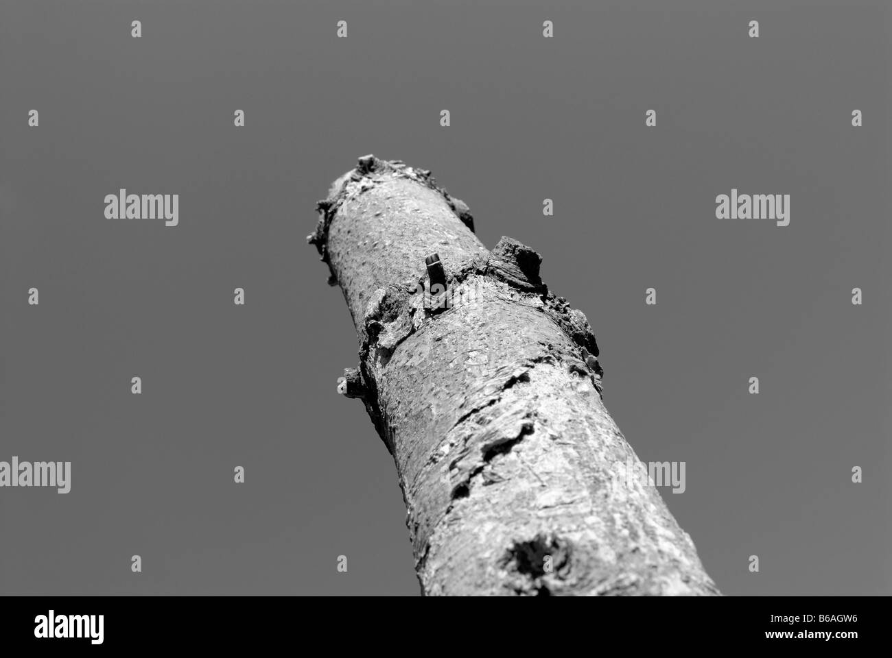 Pruning tree winter Black and White Stock Photos & Images - Alamy