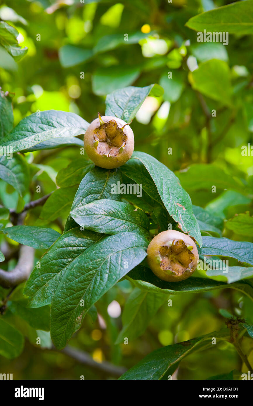 Mespilus germanica hi-res stock photography and images - Alamy