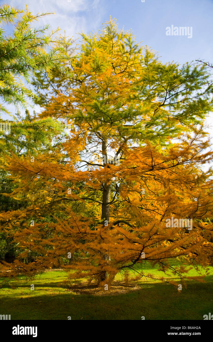 Pseudolarix amabilis hi-res stock photography and images - Alamy