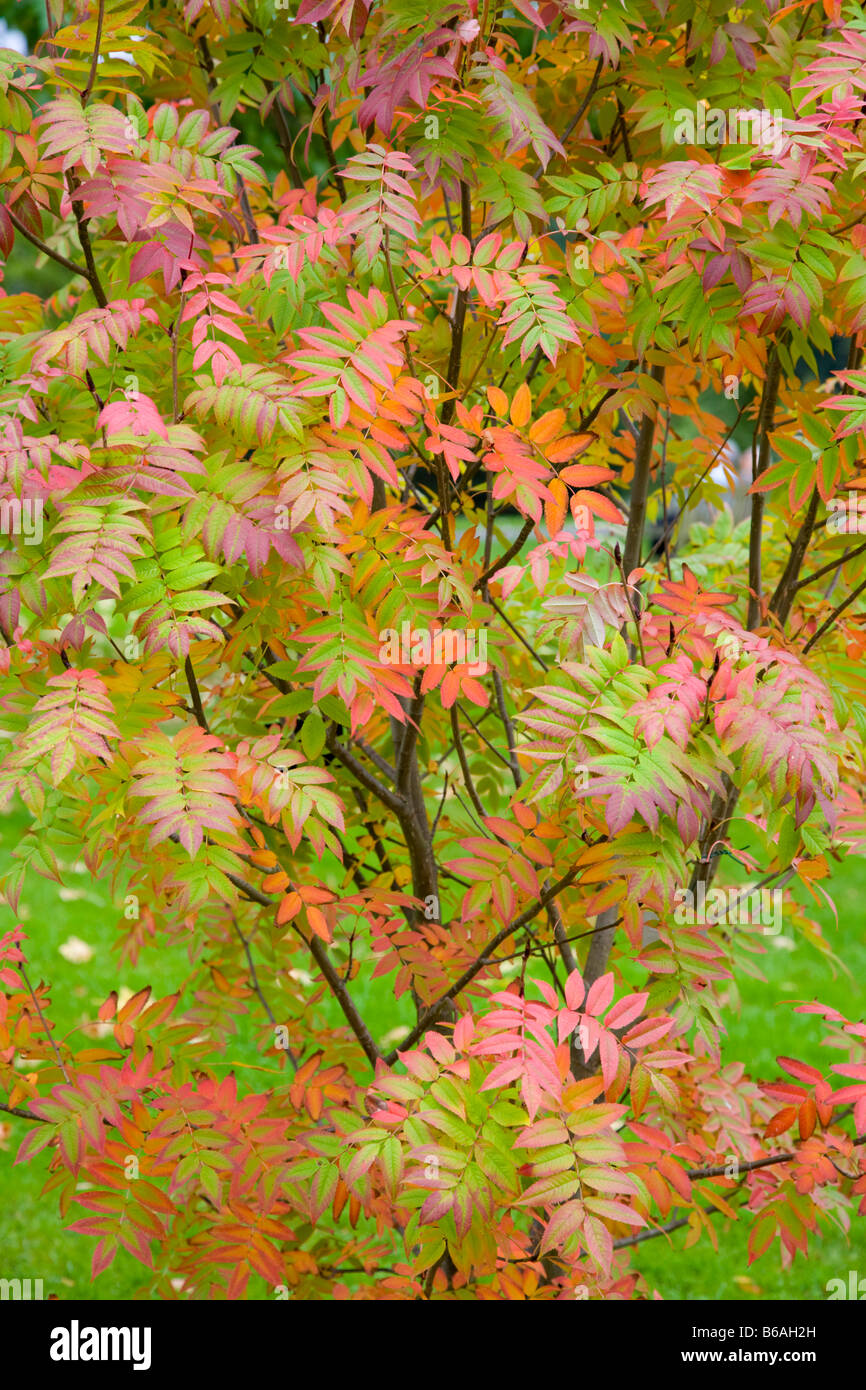 Japanese rowan hi-res stock photography and images - Alamy