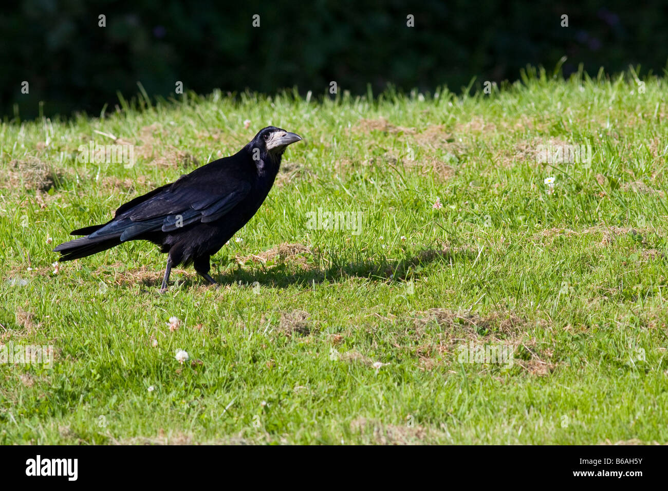 Rook (Corvus frugilegus) on lawn Stock Photo - Alamy