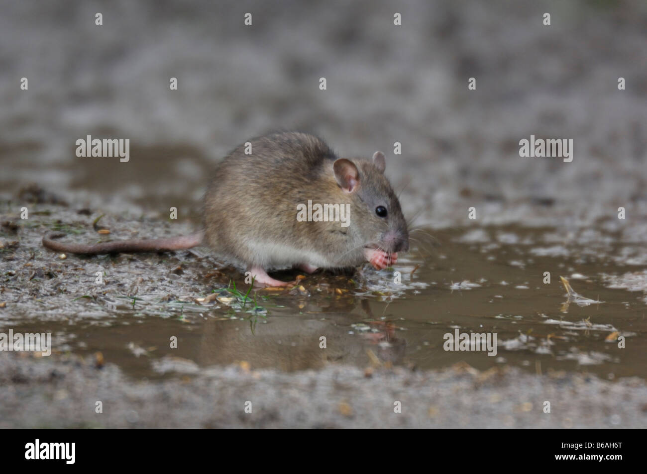 Tail Rats Stock Photos & Tail Rats Stock Images - Alamy