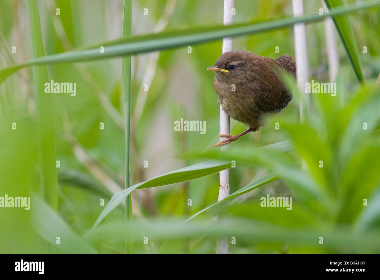 Wren fledged bird hi-res stock photography and images - Alamy