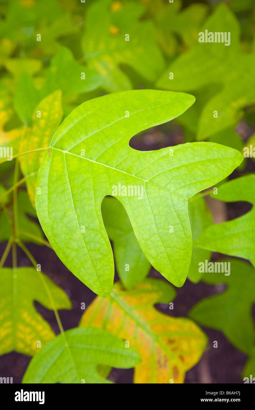 THE CHINESE TULIP TREE LEAF LIRIODENDRON CHINENSE MAGNOLIACEAE Stock ...