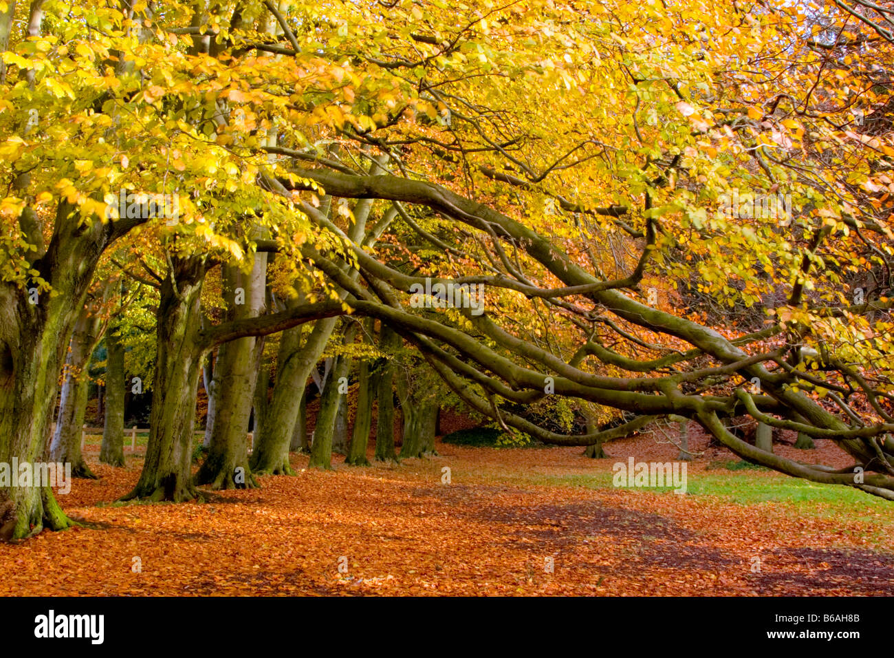 Autumn Beech trees, England, UK Stock Photo - Alamy