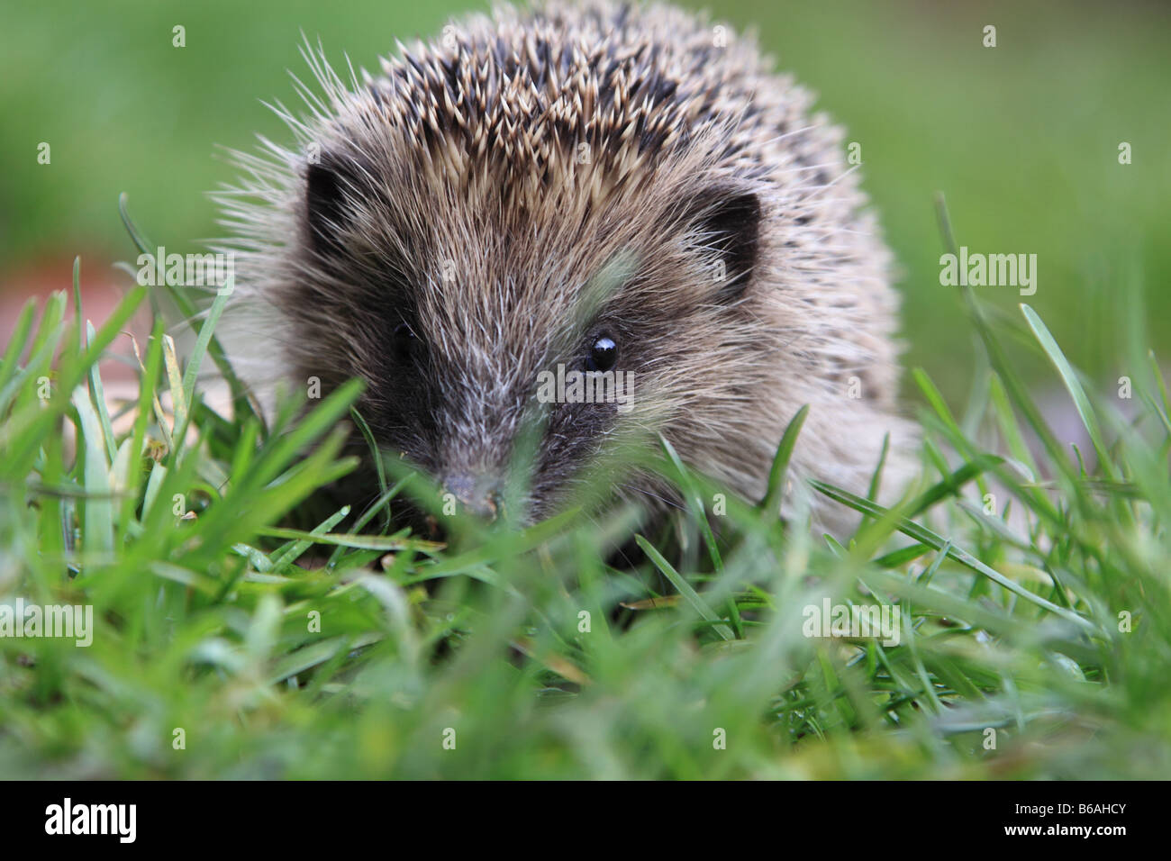 British hedgehogs hi-res stock photography and images - Alamy