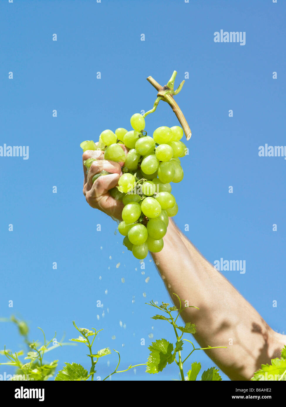 Grape harvest france eating hi-res stock photography and images - Alamy