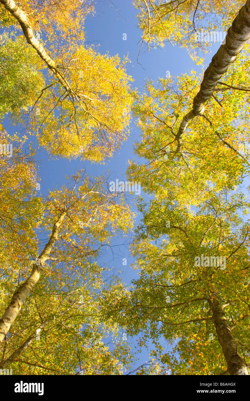 Silver birch trees hi-res stock photography and images - Alamy