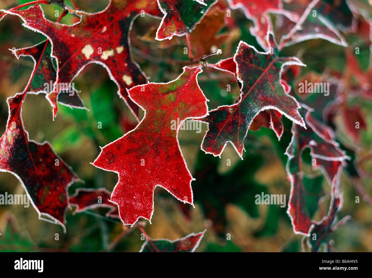 CLOSE UP OF FROSTED FALL LEAVES TIDIOUTE OVERLOOK ALLEGHENY NATIONAL ...