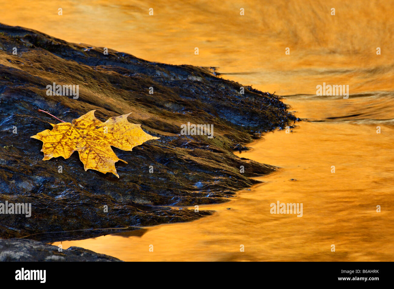 Water reflections on the leaf hi-res stock photography and images - Alamy