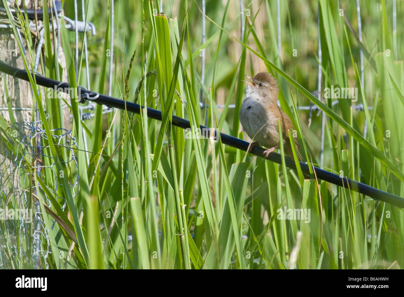 Cetti's warbler singing hi-res stock photography and images - Alamy