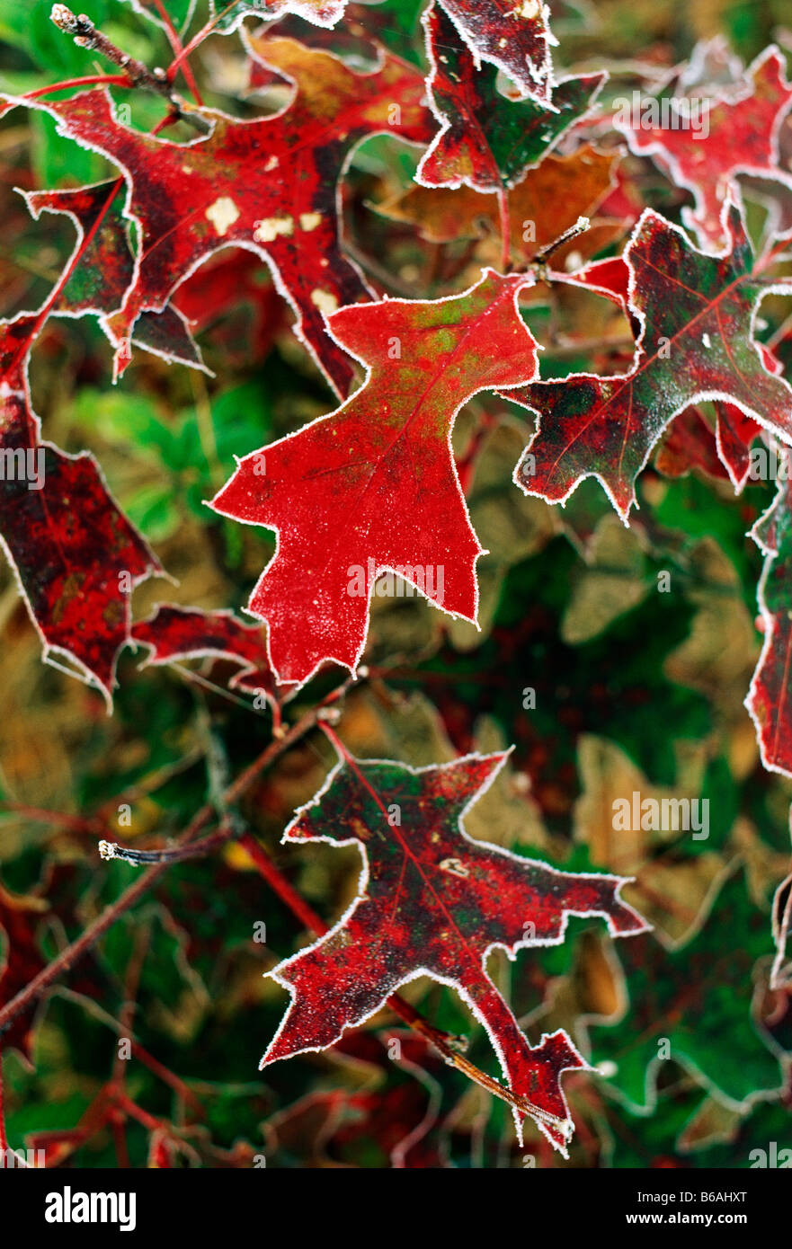 Allegheny national forest pennsylvania hi-res stock photography and ...