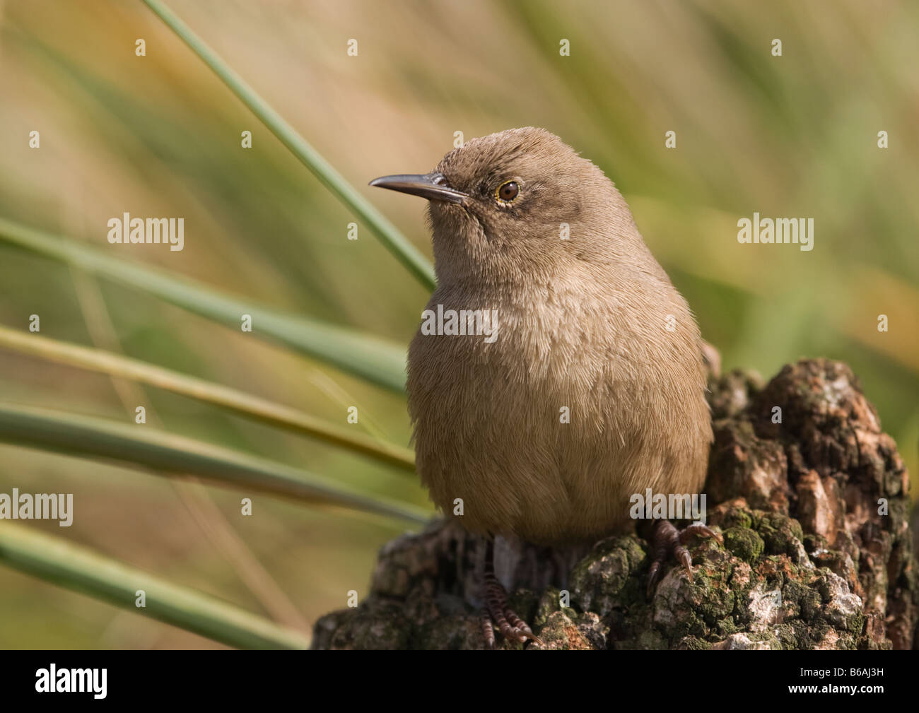 Tim wren hi-res stock photography and images - Alamy