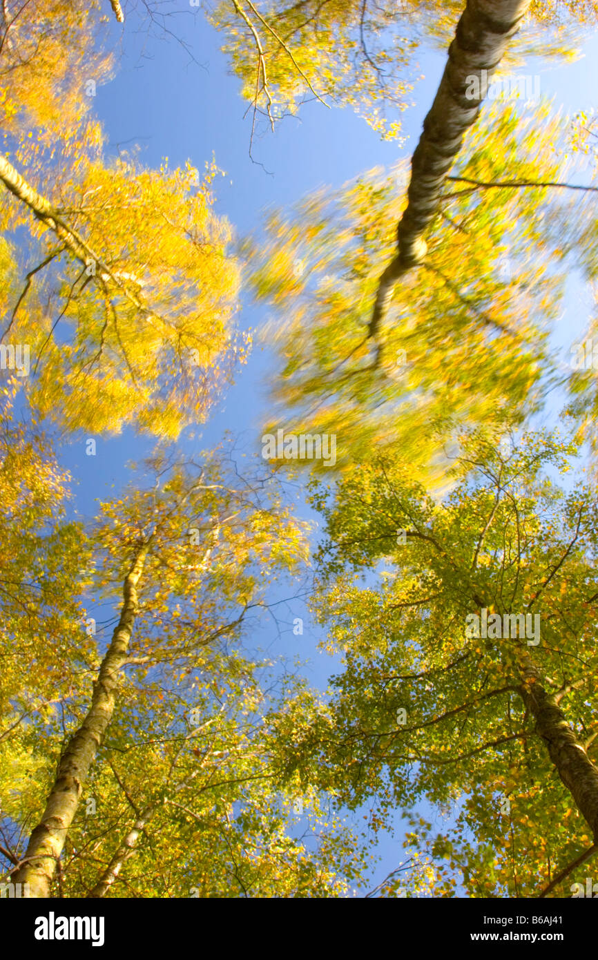 Silver birch autumn uk hi-res stock photography and images - Alamy