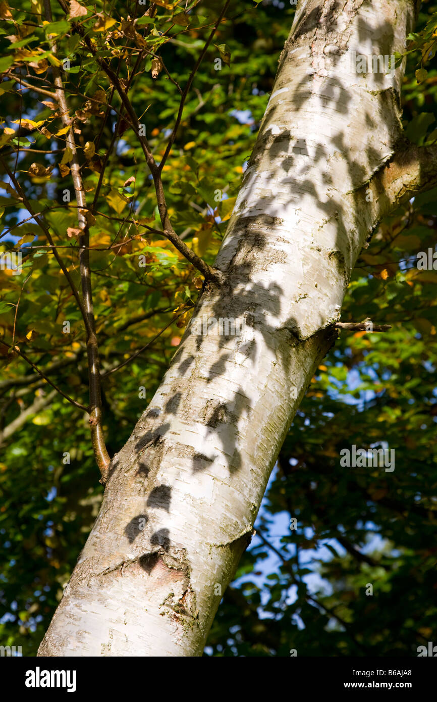 'Betula Pendula' Silver Birch bark and shadow of leaf Stock Photo - Alamy