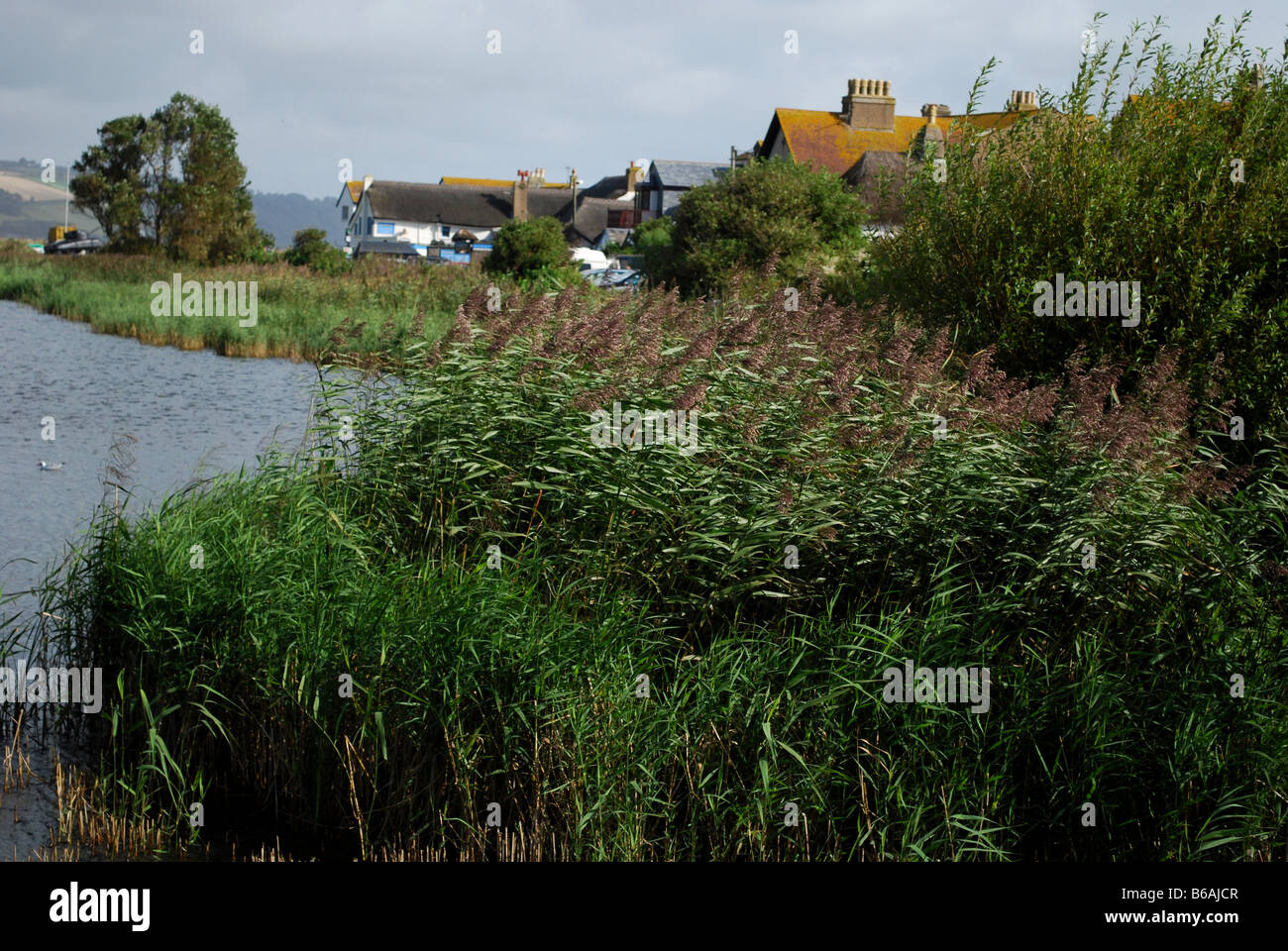 rushes in a lake, Devon, england, uk Stock Photo - Alamy