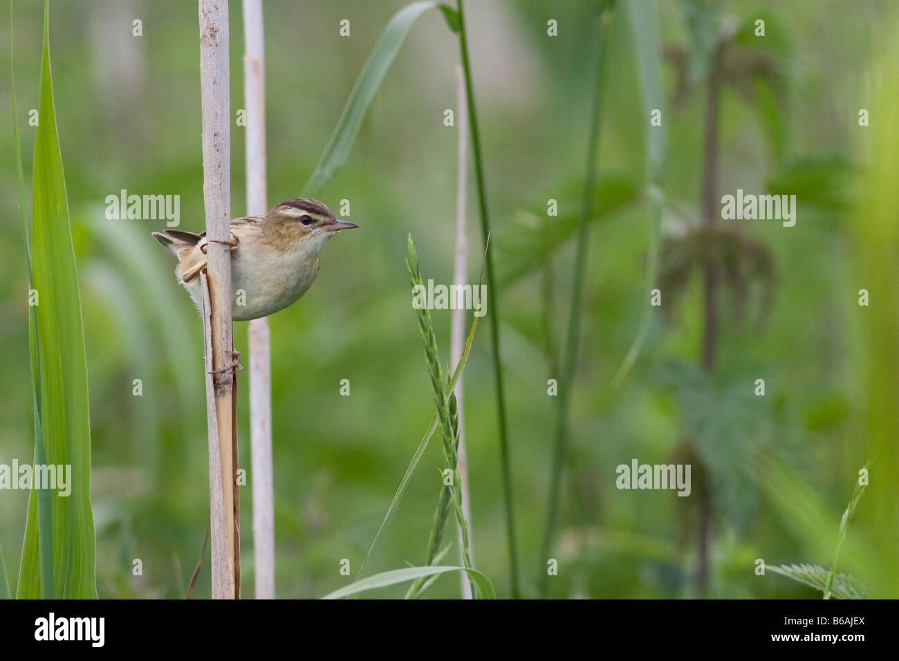 Sedge warbler (Acrocephalus schoenobaenus) on reed stem Stock Photo - Alamy