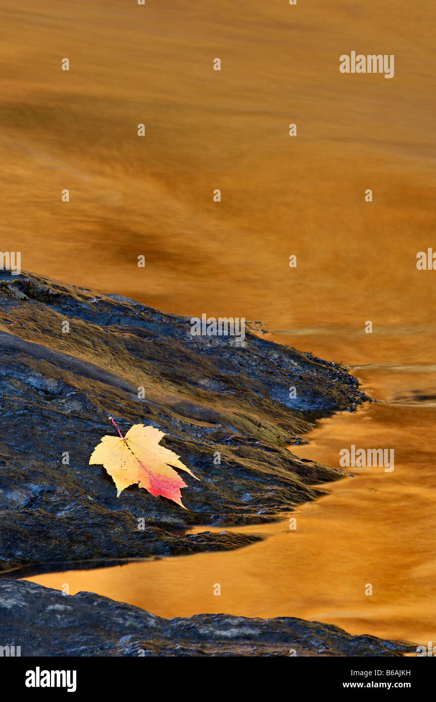 Water reflections on the leaf hi-res stock photography and images - Alamy