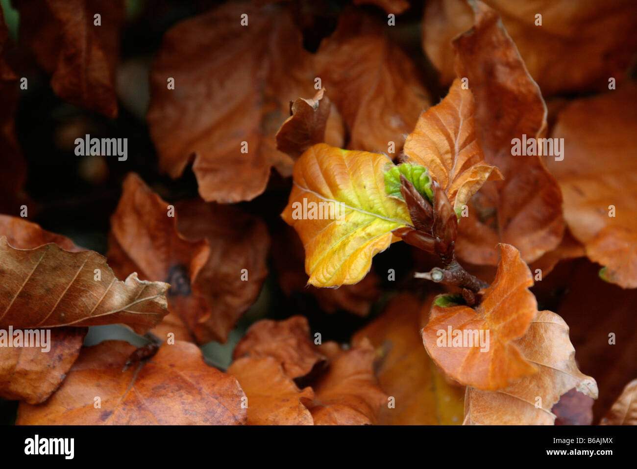 Copper hedge hi-res stock photography and images - Alamy