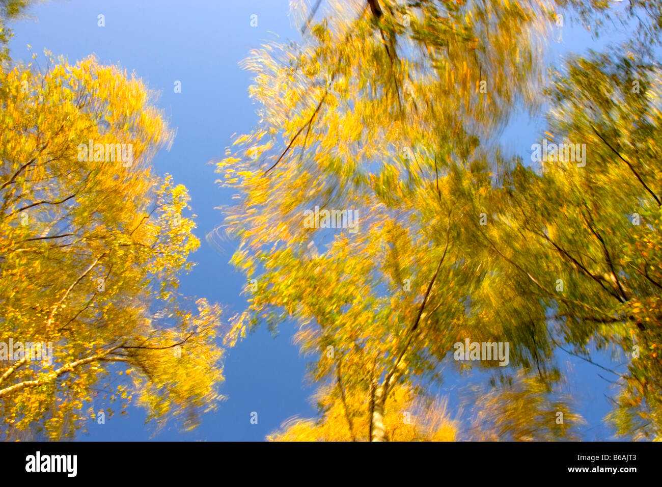 Silver birch autumn uk hi-res stock photography and images - Alamy