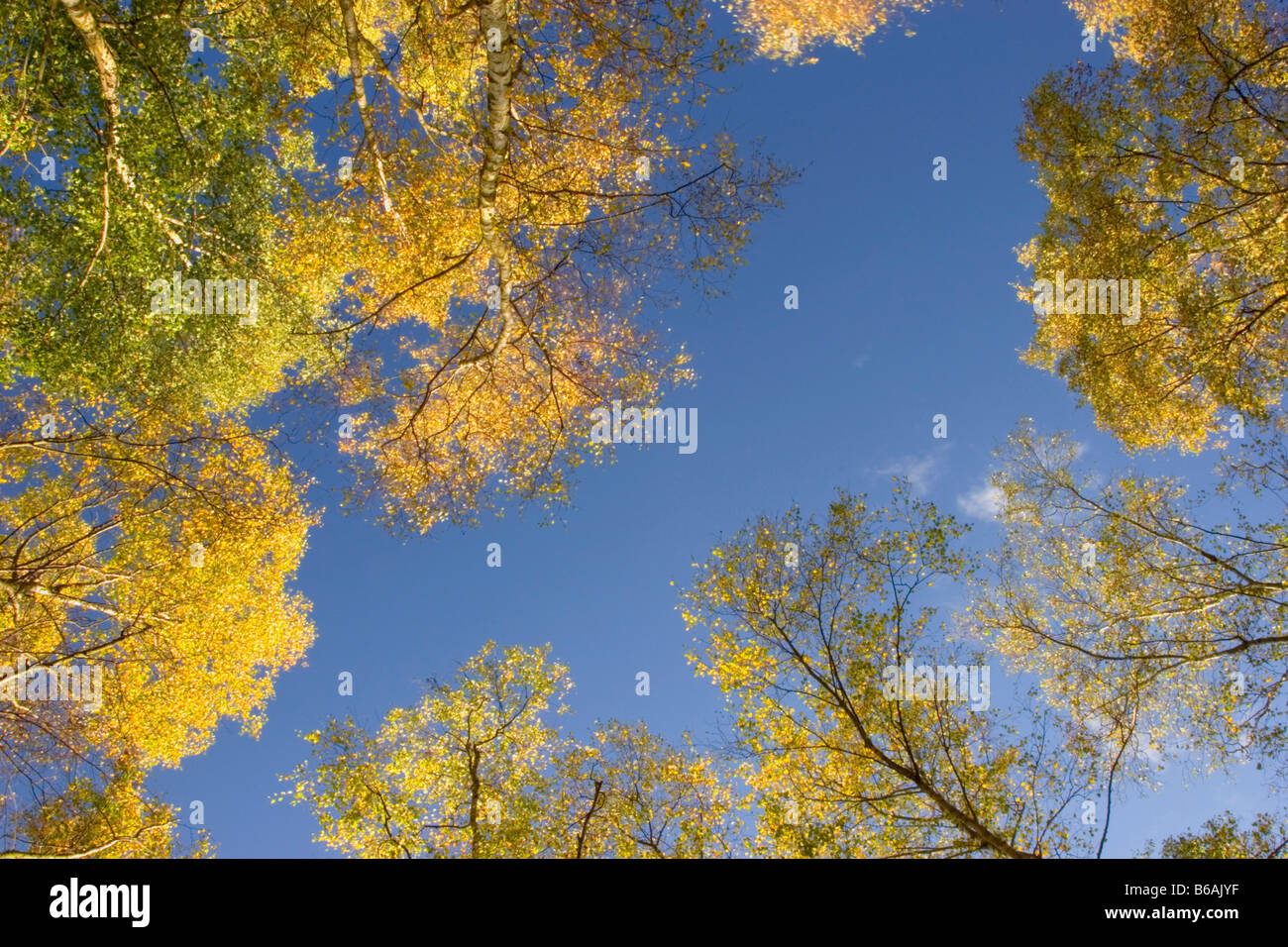Silver birch trees in autumn swaying in breeze , England UK Stock Photo ...