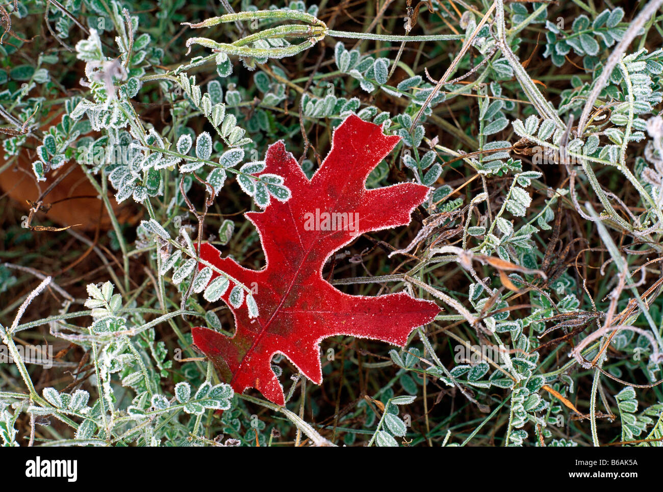 CLOSE UP OF FROSTED FALL LEAVES TIDIOUTE OVERLOOK ALLEGHENY NATIONAL ...