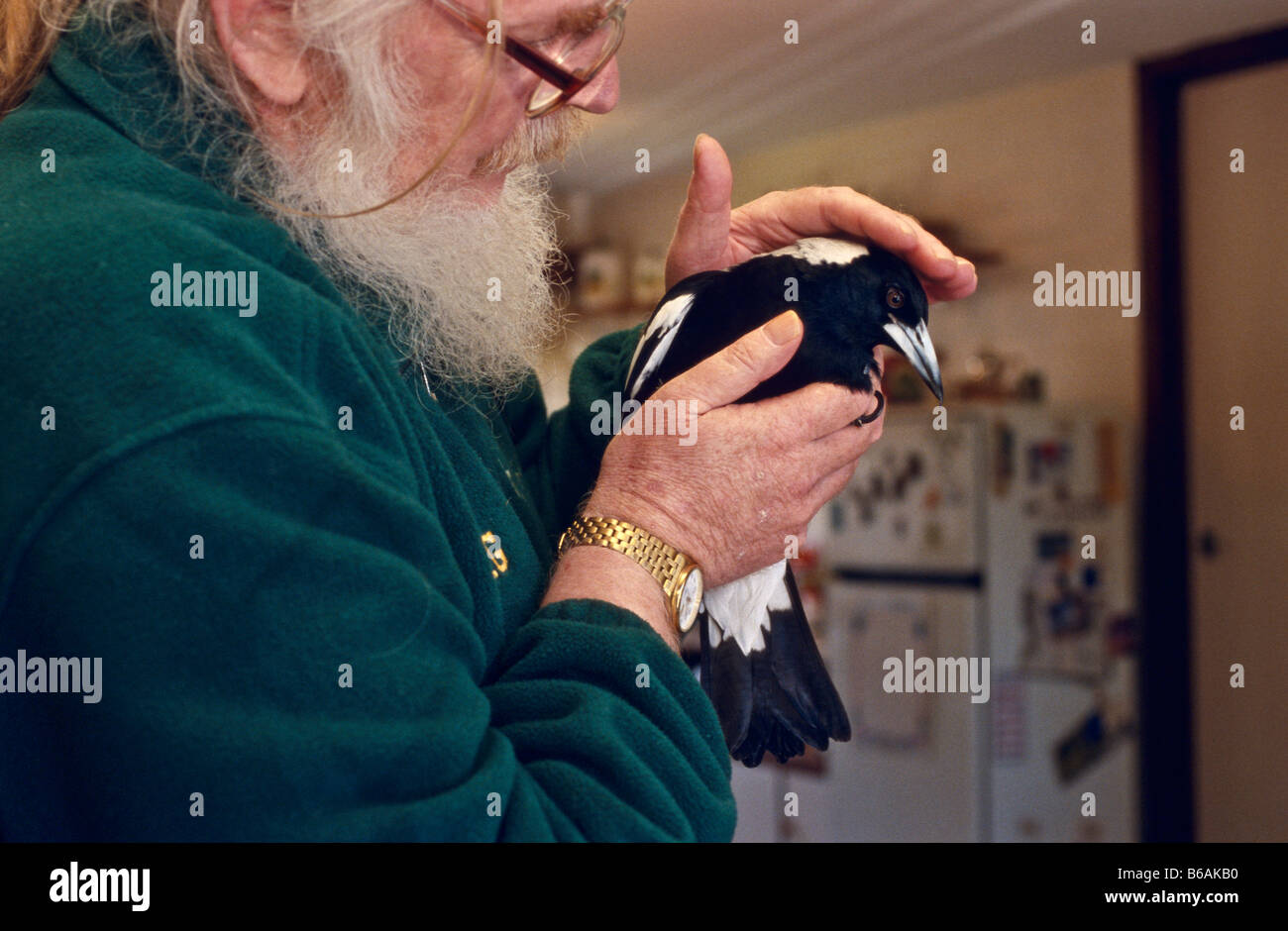 Man and pet magpie, Australia Stock Photo - Alamy