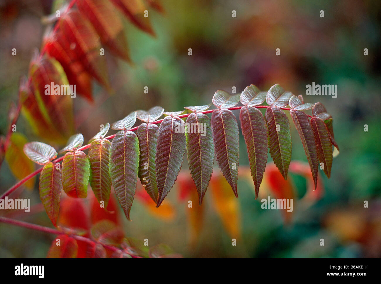 CLOSE UP OF FROSTED FALL LEAVES, TIDIOUTE OVERLOOK, ALLEGHENY NATIONAL ...
