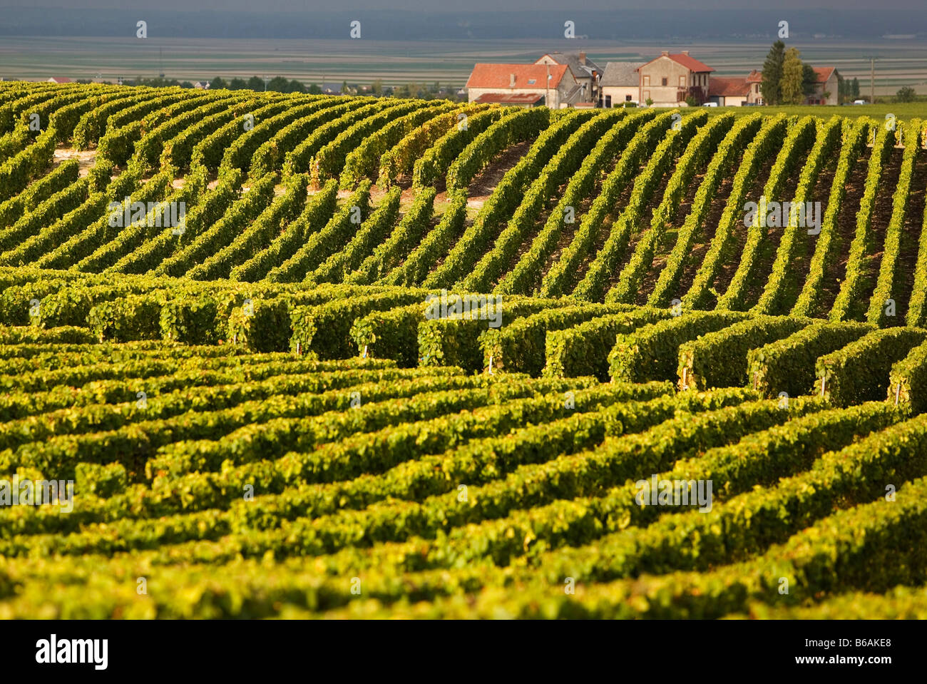 Wine on vineyards and a farm house near Epernay, Champagne, France ...