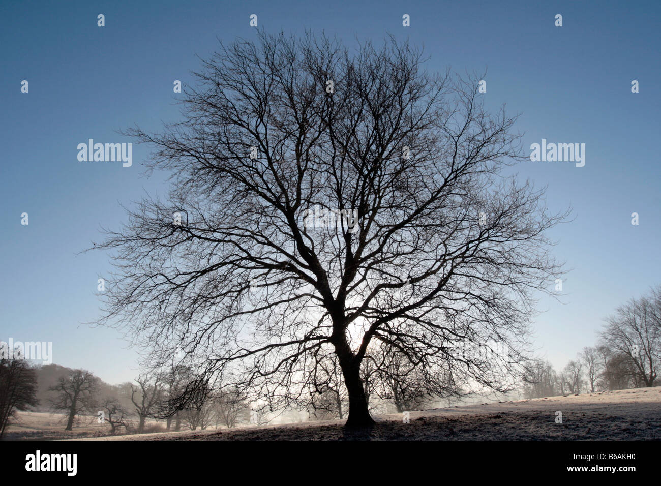 A silhouette of a beautiful shaped tree Stock Photo - Alamy