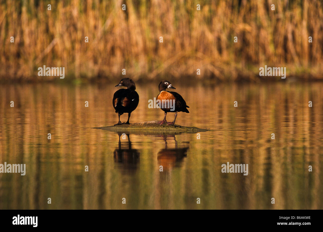 Female australian shelduck hi-res stock photography and images - Alamy