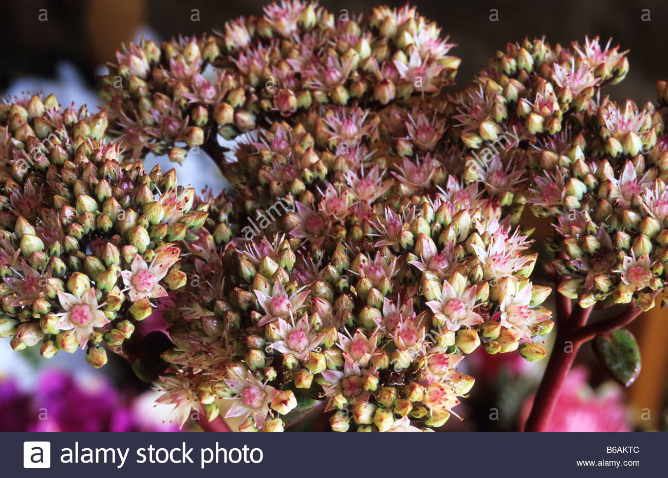 Sedum Matrona Stock Photos & Sedum Matrona Stock Images - Alamy