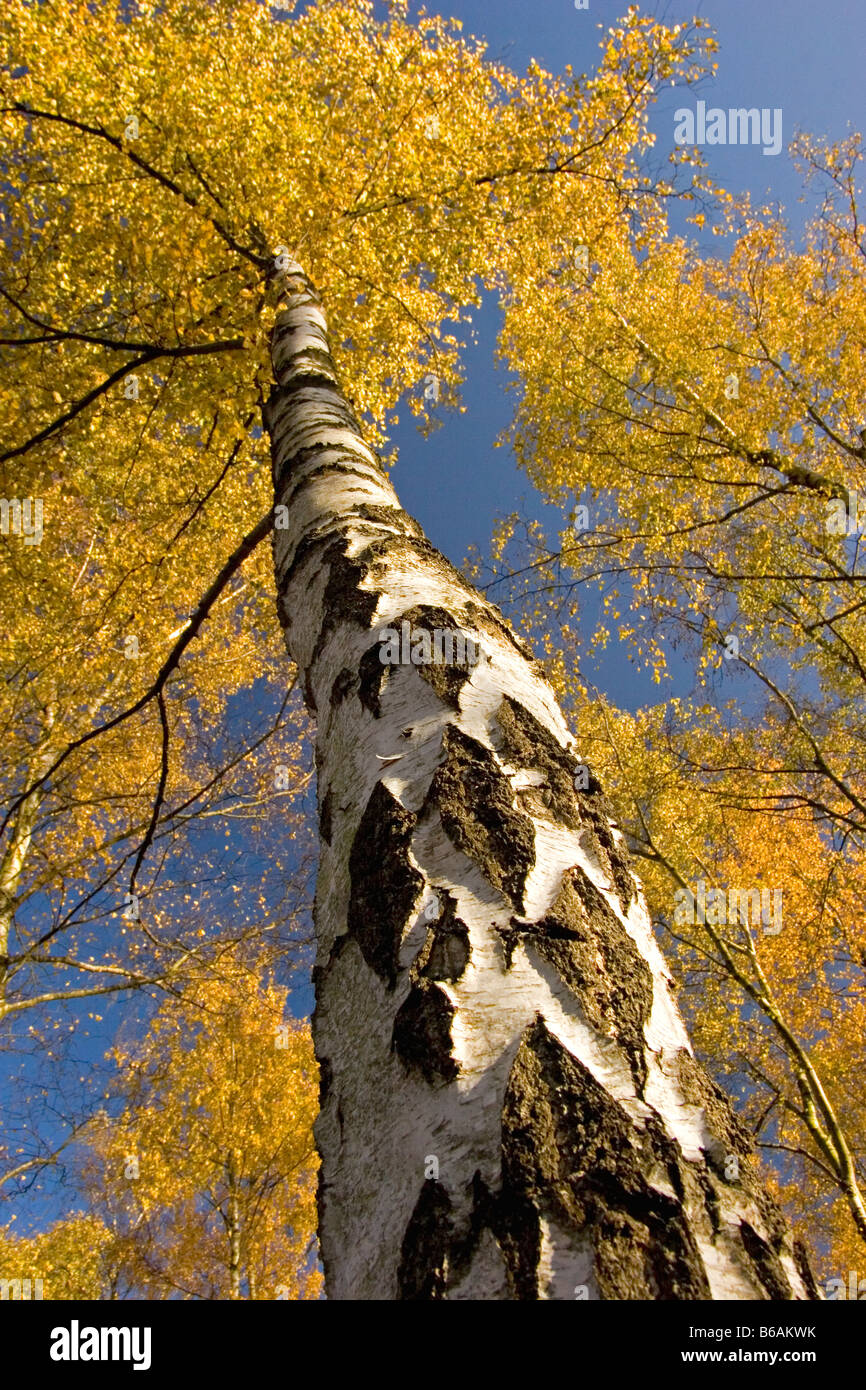 Silver Birch tree in autumn, England, UK Stock Photo - Alamy