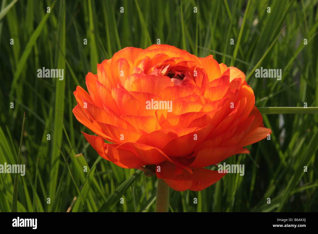 Orange Ranunculus flower with a green background Stock Photo - Alamy