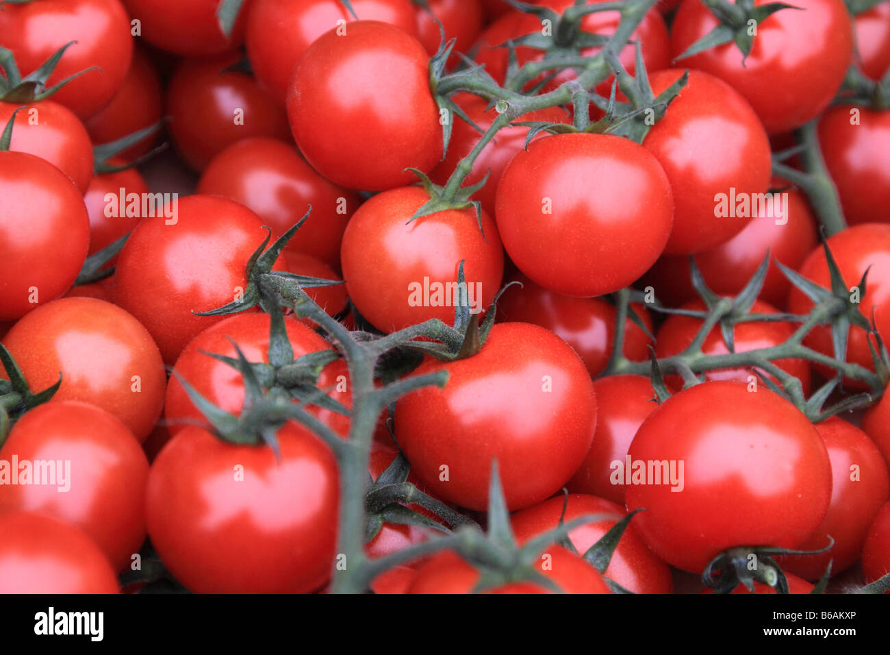 Ripe tomatoes on the vine, England, UK Stock Photo - Alamy