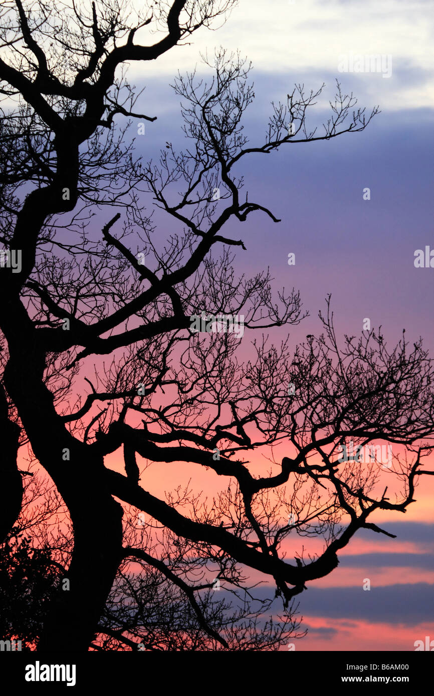 Oak silhouette hi-res stock photography and images - Alamy