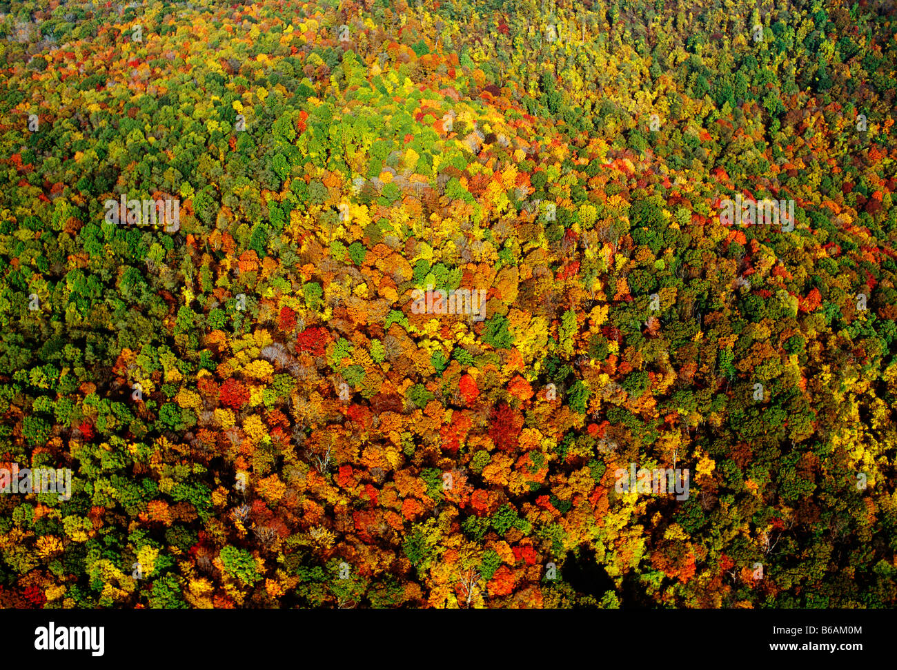 Aerial view of autumn leaves changing color in the rural, forested ...