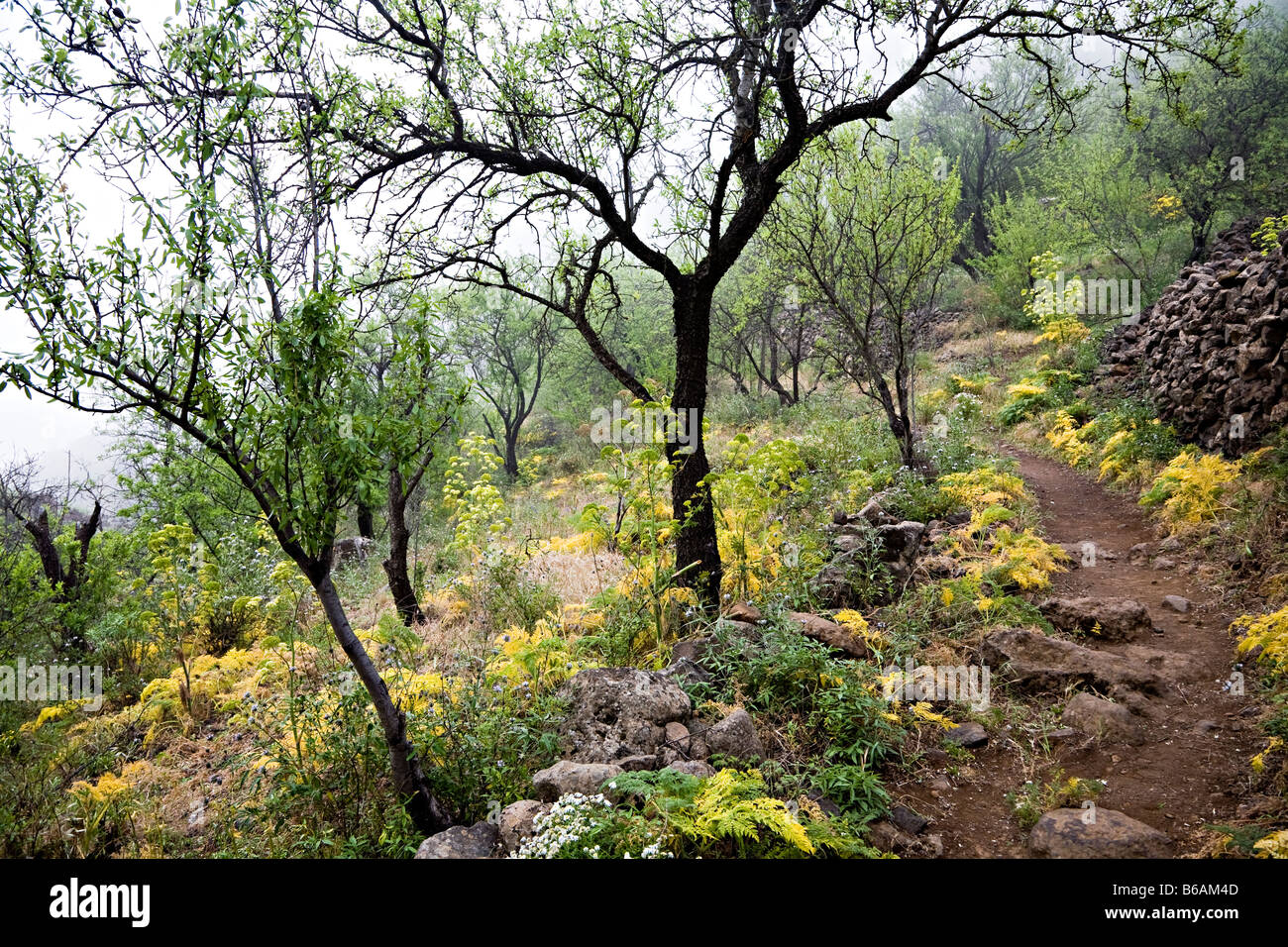 Gran canaria flowers hi-res stock photography and images - Alamy