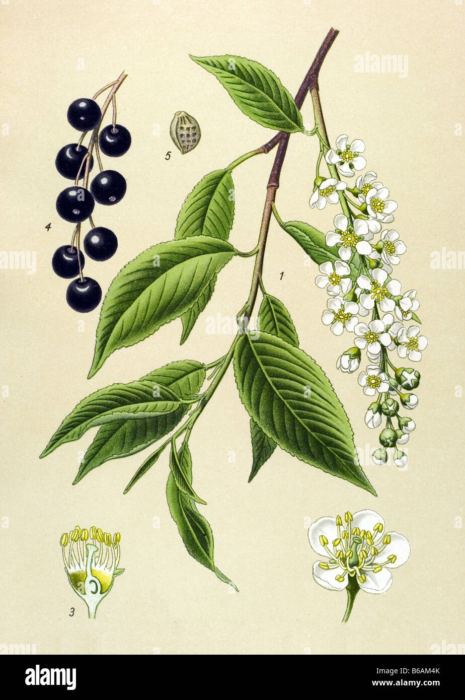 Prunus Padus