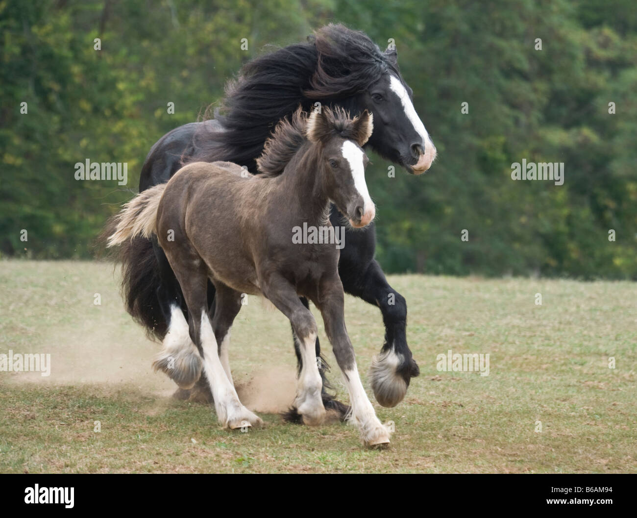 Mare and foal hi-res stock photography and images - Alamy