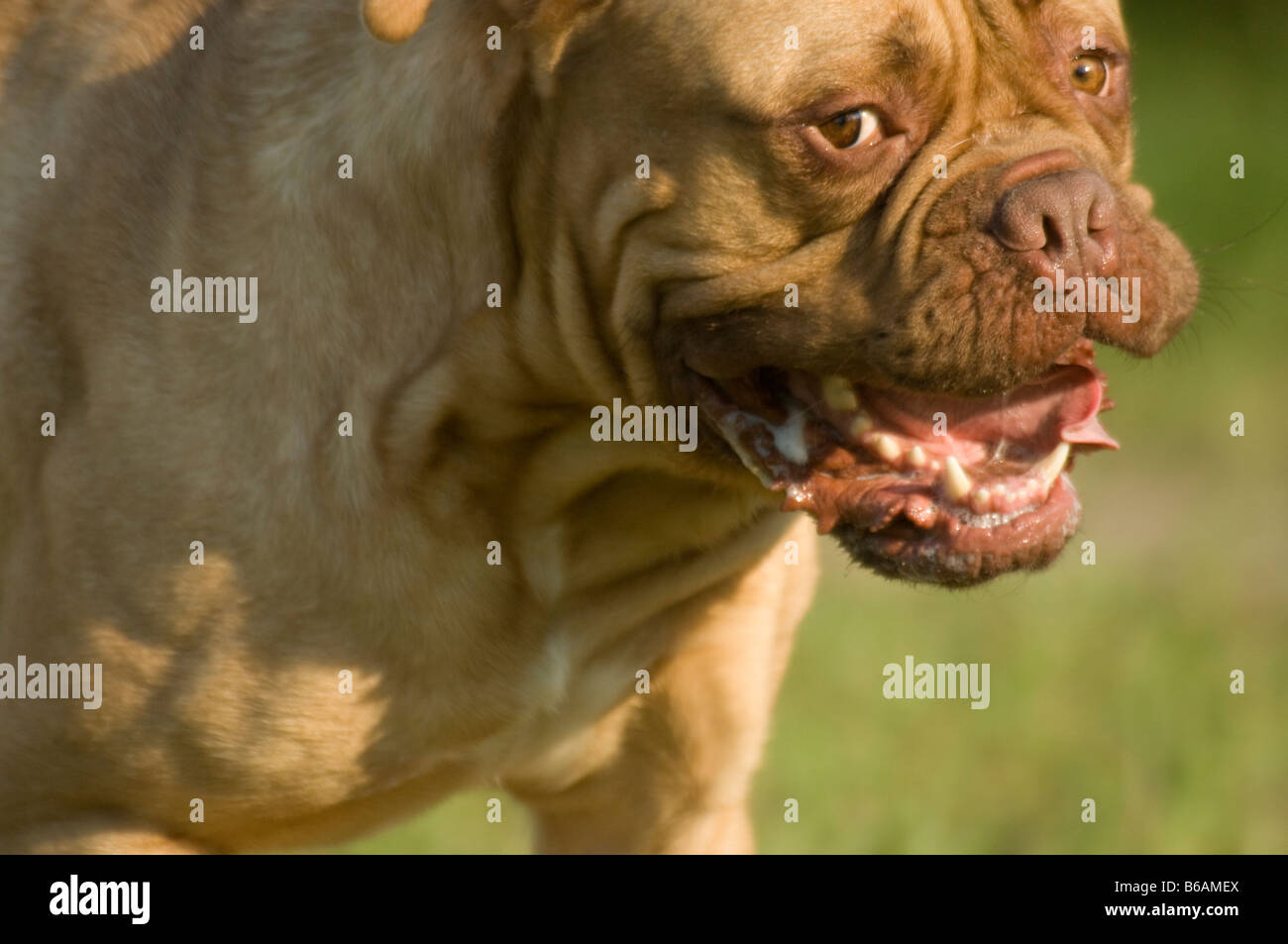 English Mastif dog Stock Photo - Alamy