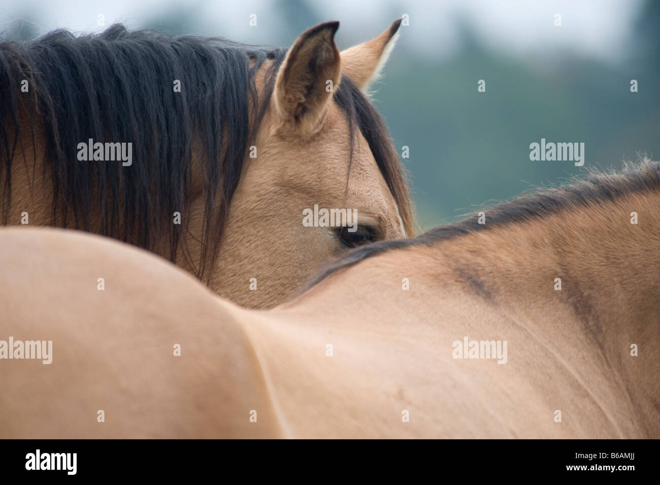 Two Mustangs High Resolution Stock Photography and Images - Alamy