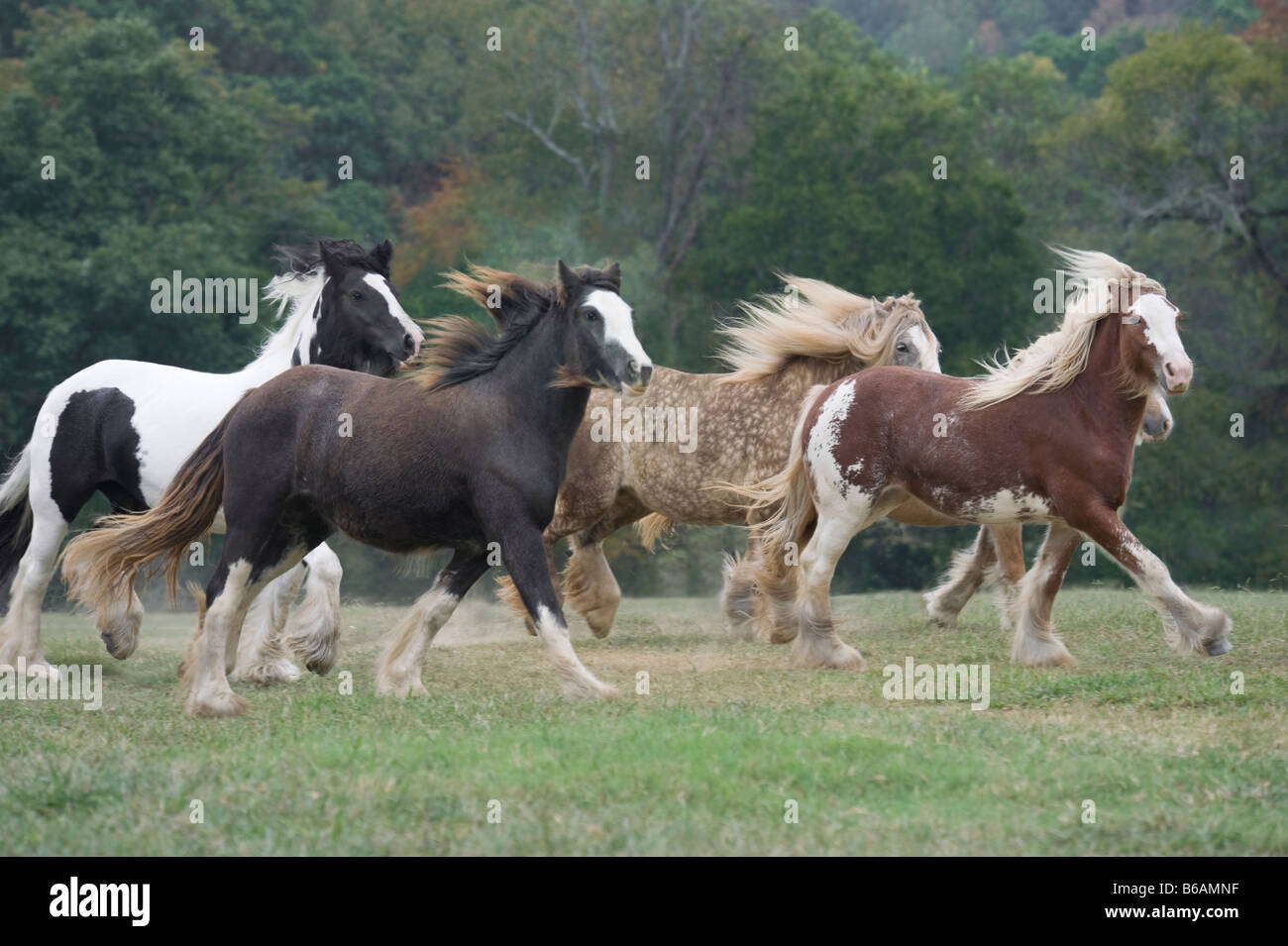 Herd of galloping Gypsy horse mares Stock Photo - Alamy
