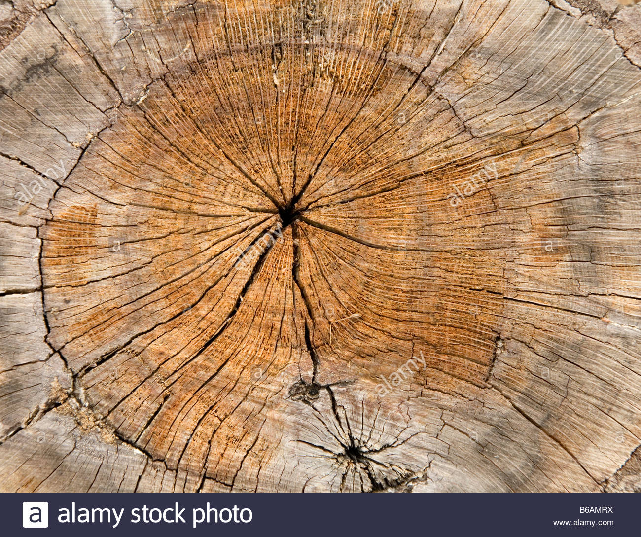 Texture Tree Usa High Resolution Stock Photography and Images - Alamy
