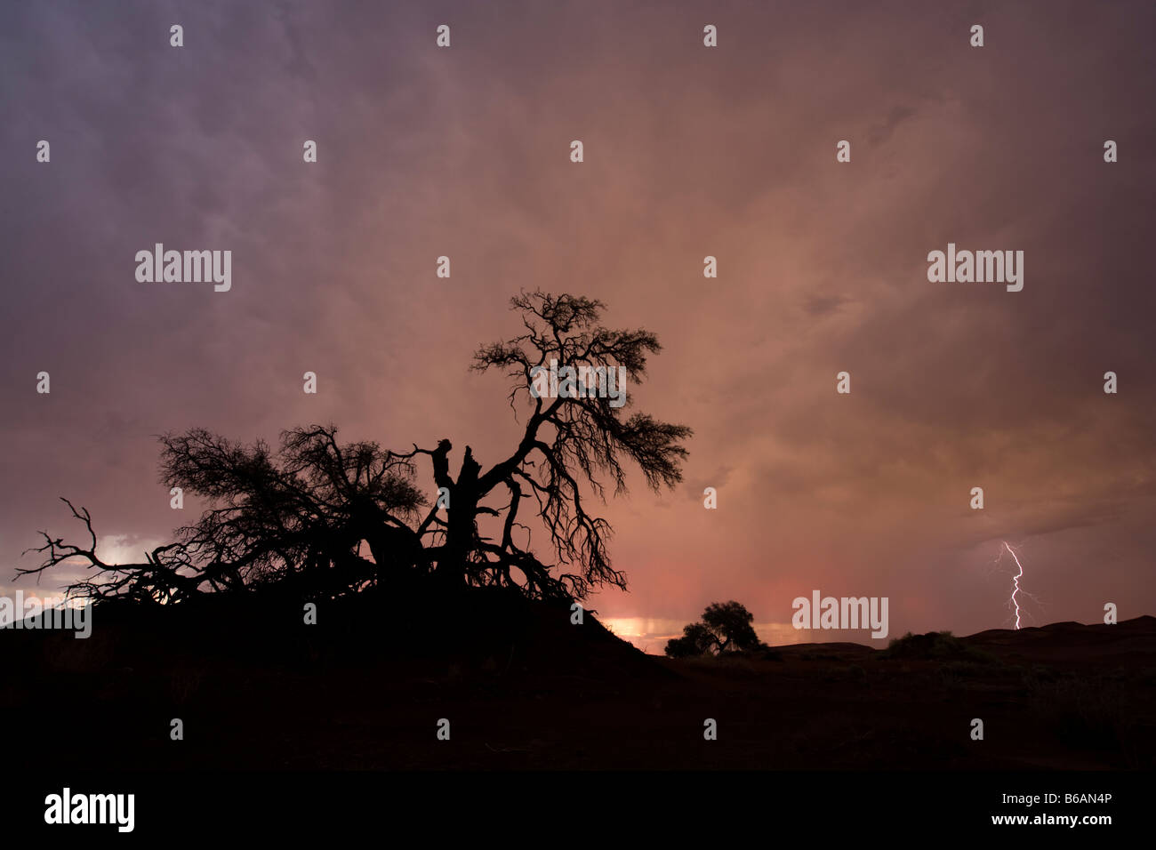 Purple acacia tree outdoors hi-res stock photography and images - Alamy