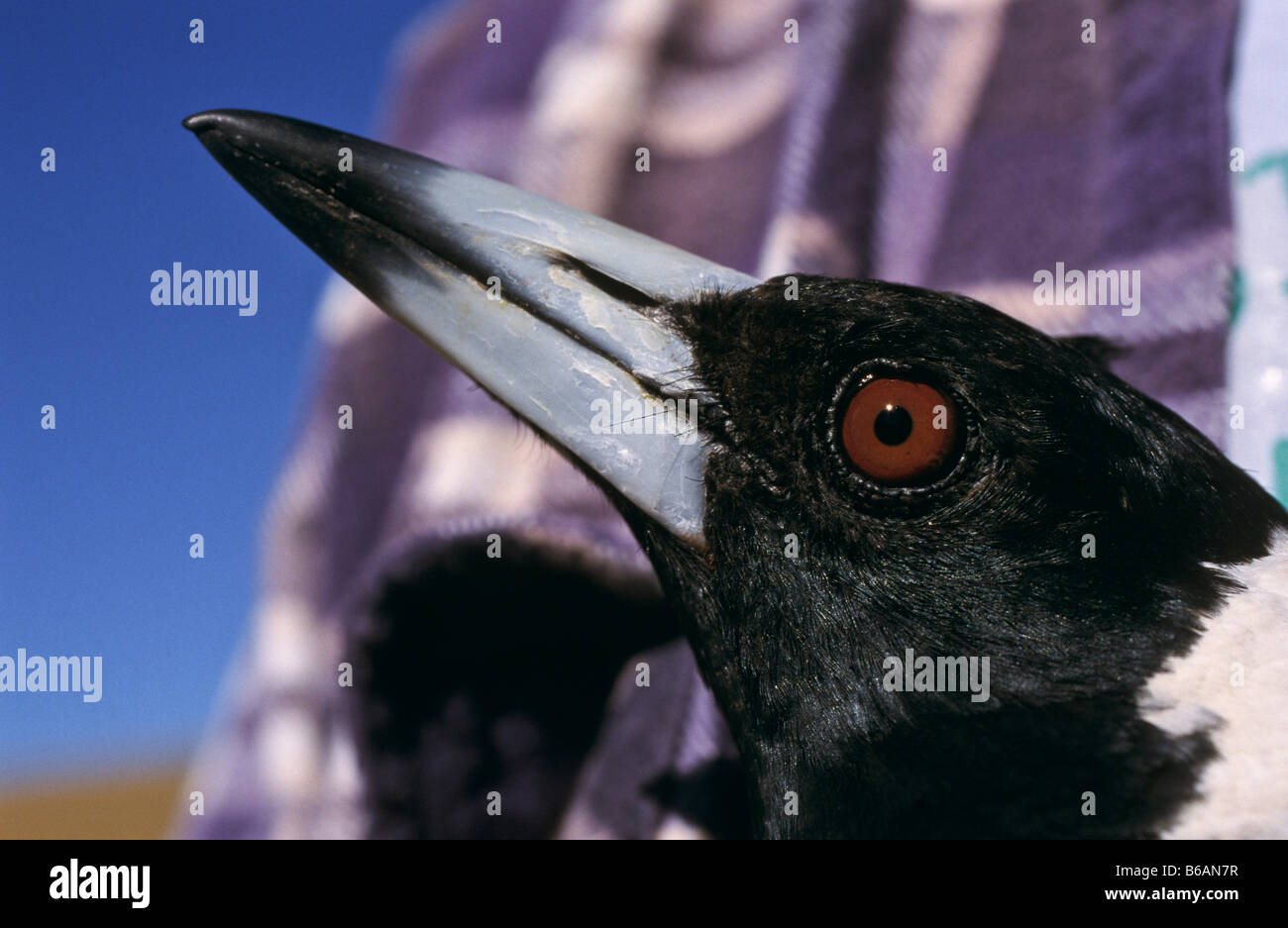 Black bill magpie hi-res stock photography and images - Alamy
