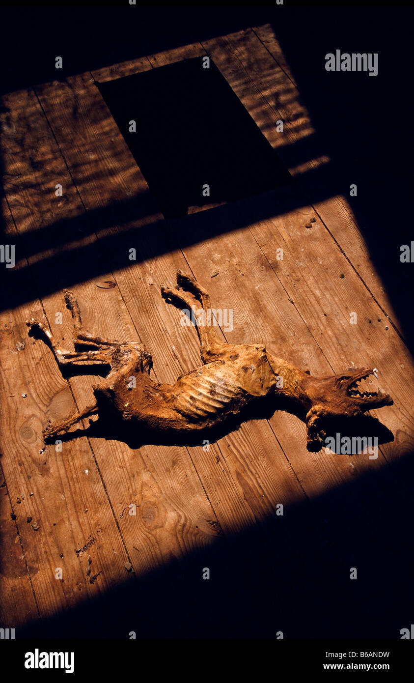 Fox carcass, outback Australia Stock Photo - Alamy